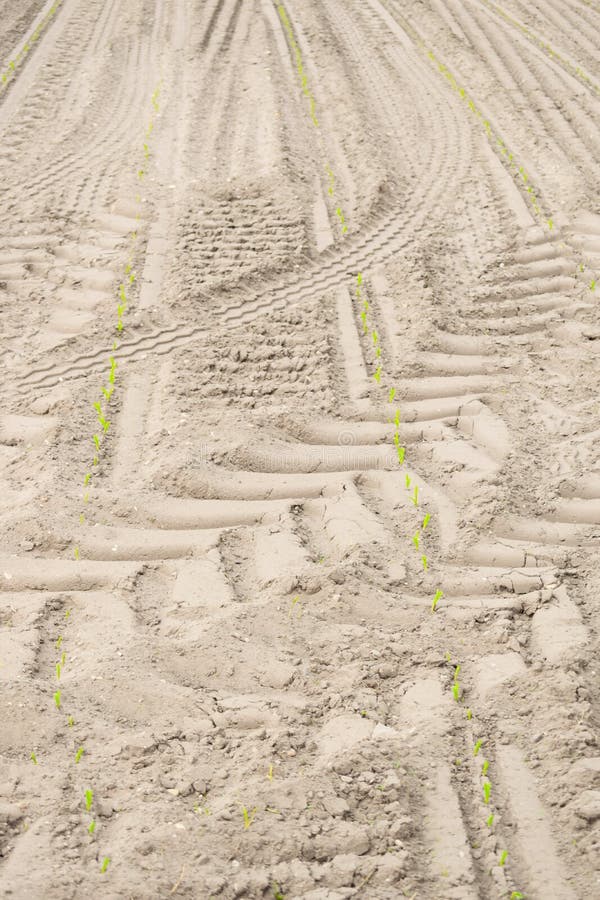 First Seedling on the Dusty Field Stock Photo - Image of acre, tracks ...