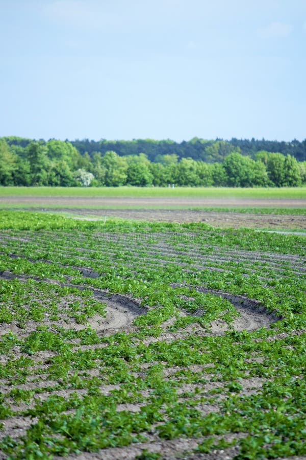First seedling stock image. Image of land, growing, agriculture - 72605249