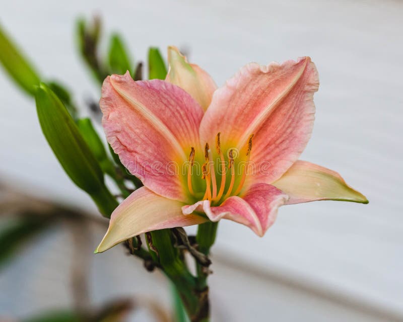 The First of Several Pink and Yellow Lilies To Open in the Lily Garden ...
