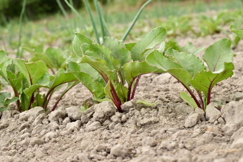 The First Shoots of Beet Leaves Appeared in the Garden. Stock Photo ...