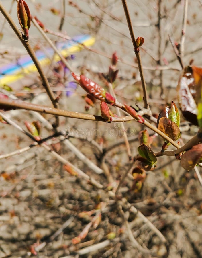 The First Shoots on a Branch in Early Spring Stock Photo - Image of ...