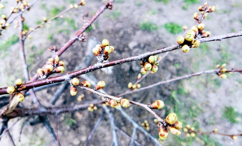 The First Shoots on a Branch in Early Spring Stock Photo - Image of ...