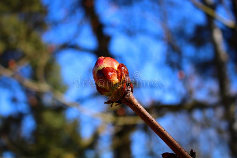 The First Shoots of Buds on a Chestnut Tree in Early Spring Stock Photo ...