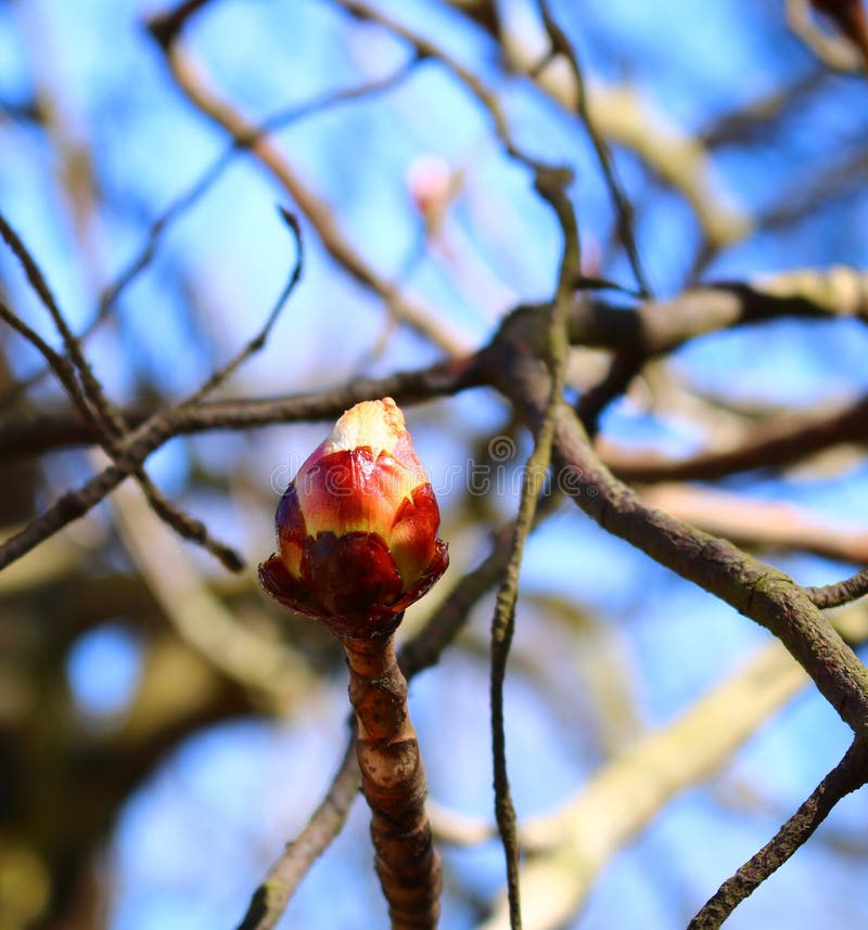 The First Shoots of Buds on a Chestnut Tree in Early Spring Stock Image ...