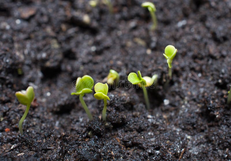 The First Shoots of Cabbage Stock Photo - Image of environment, dirt ...