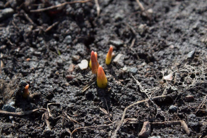 The First Shoots of Early Spring Stock Image - Image of life, emerges ...