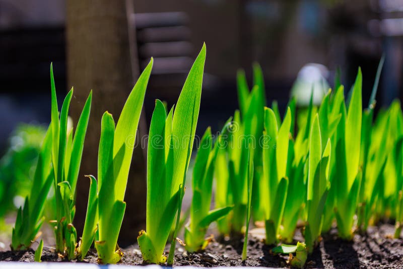 The First Shoots of Green Spring Flowers. Background with Copy Space ...