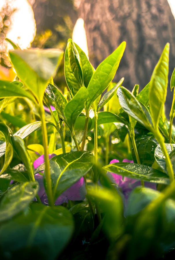 First Shoots Reaching for the Sun Stock Image - Image of pagons ...