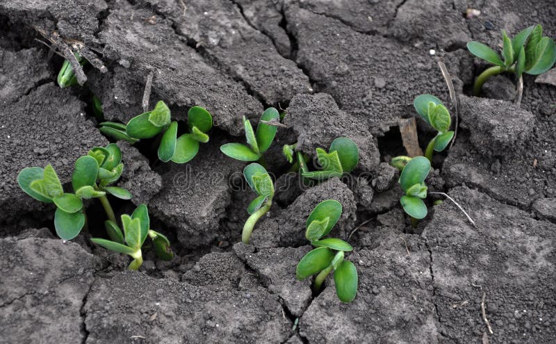 The First Shoots of Soybean_3 Stock Photo - Image of grain, agriculture ...