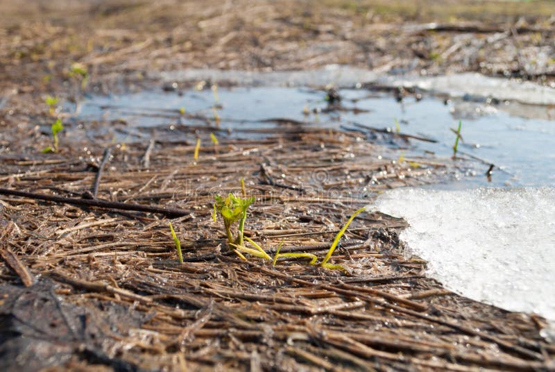 First shoots, spring stock image. Image of farm, leaf - 87662319