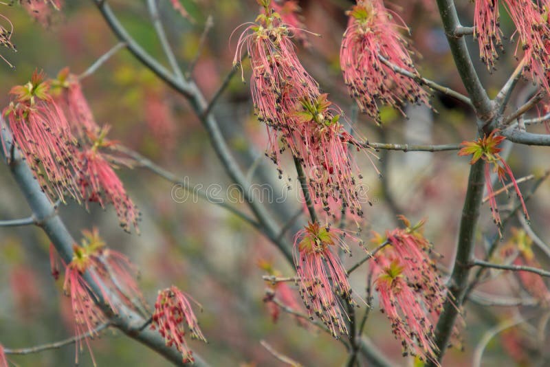 First Shoots of a Tree in Spring Stock Photo - Image of flowers, tree ...