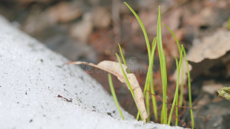 First Shoots of Young Grass in the Forest. Foliage Grows in Forest ...