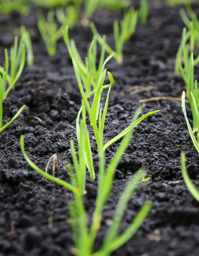 First Shoots of Young Green Onions Grow in the Spring Garden Stock ...