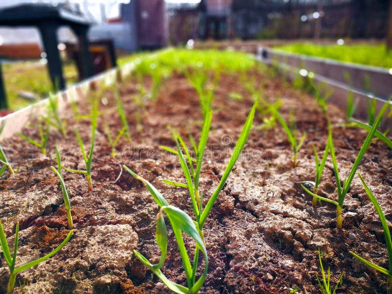 The First Shoots of Young Green Onions Grow in the Spring Garden Stock ...