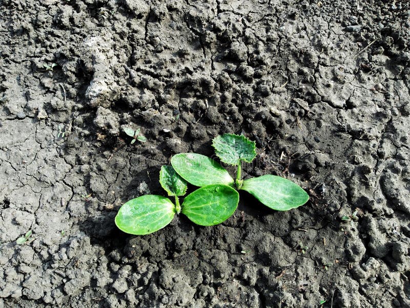 The First Shoots of Zucchini. Stock Image - Image of growing, nature ...