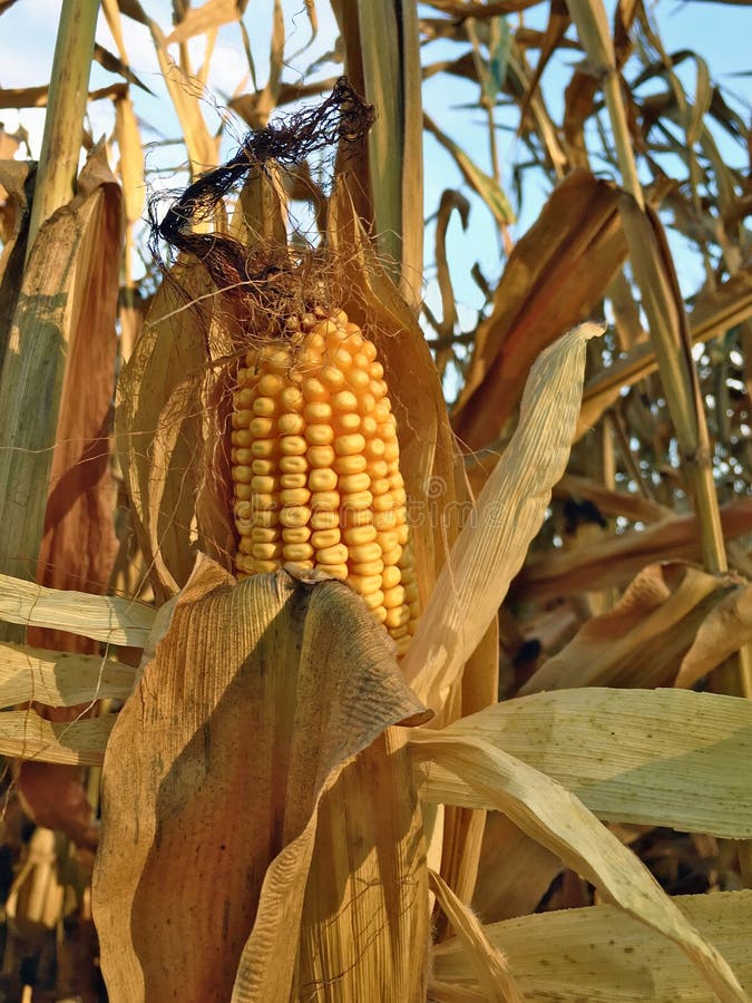 First Sign of Autumn. Corn Cob Crop. Stock Image - Image of farm ...