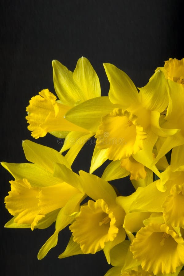 First Sign of Spring stock photo. Image of airy, wildflowers - 90258