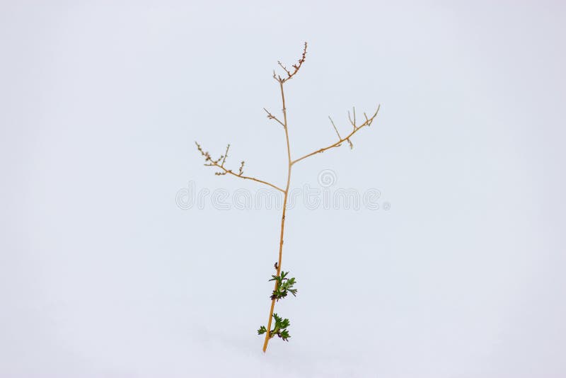 The First Sign of Spring in Nature Stock Photo - Image of blue, covered ...