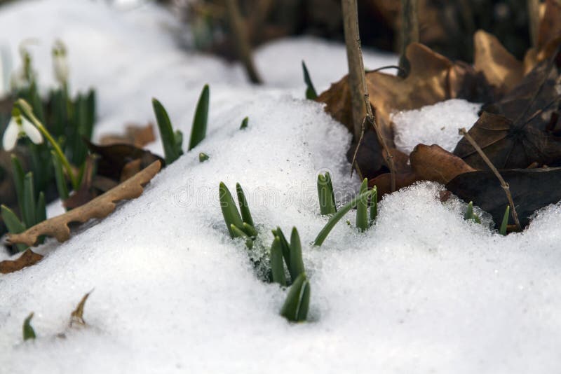 First sign of Spring stock photo. Image of gardening - 67923484