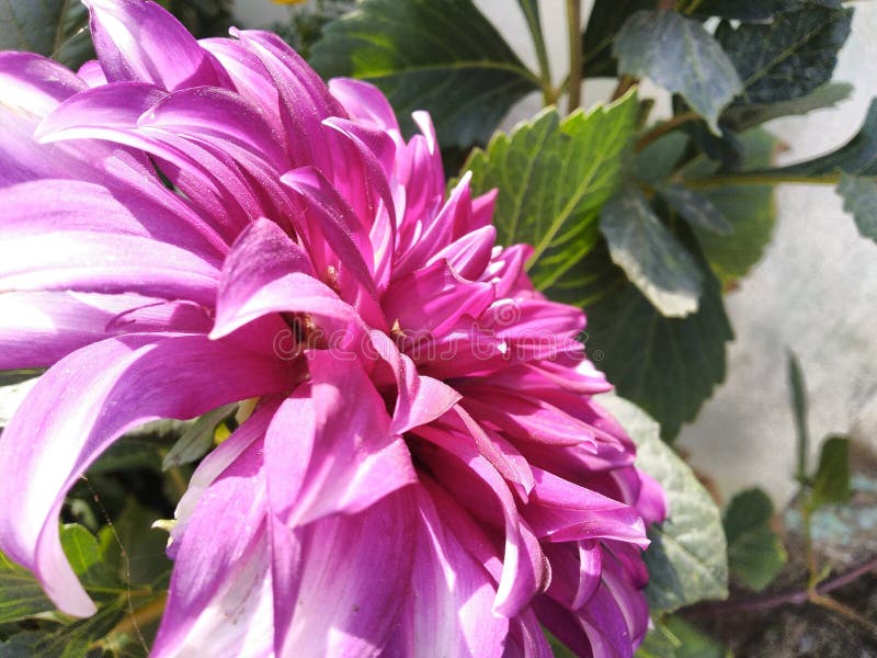 First Sign of Spring Pink Colour Flower Looks Beautiful Stock Image ...