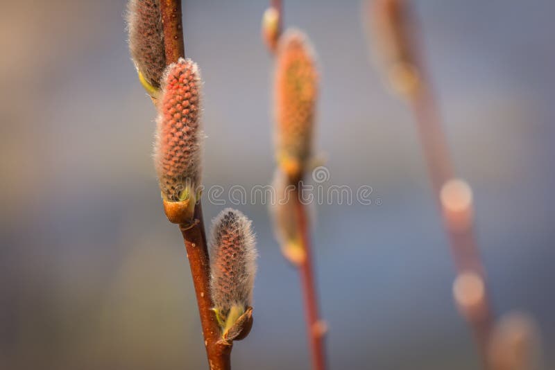 First sign of spring stock image. Image of sign, spri - 143087303