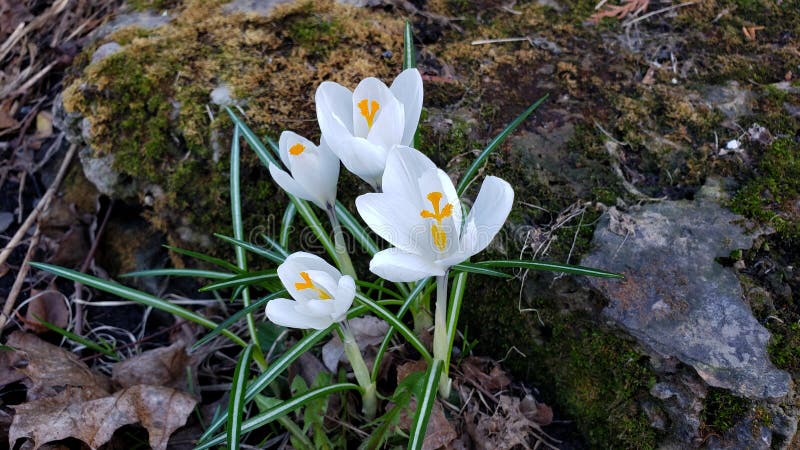The First Sign of Spring or Summer in Canada Stock Photo - Image of ...