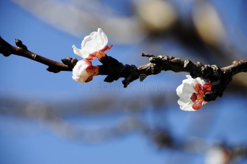 First sign of spring stock image. Image of sign, spri - 143087303