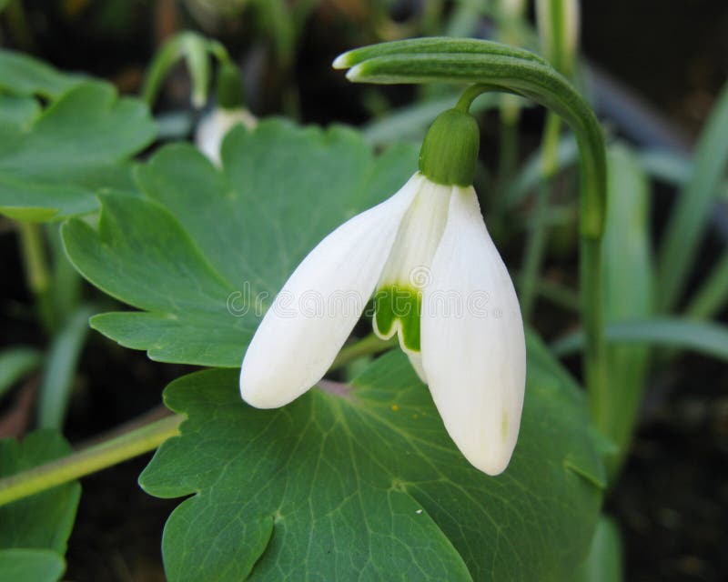The First Sign of Springtime Stock Photo - Image of flora, growth: 38429614