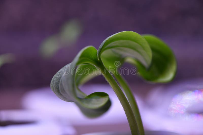 First signs of plant life stock image. Image of shot - 246054465