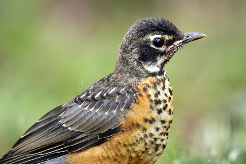 Robin in a Tree stock photo. Image of spring, robin, avian - 4803878
