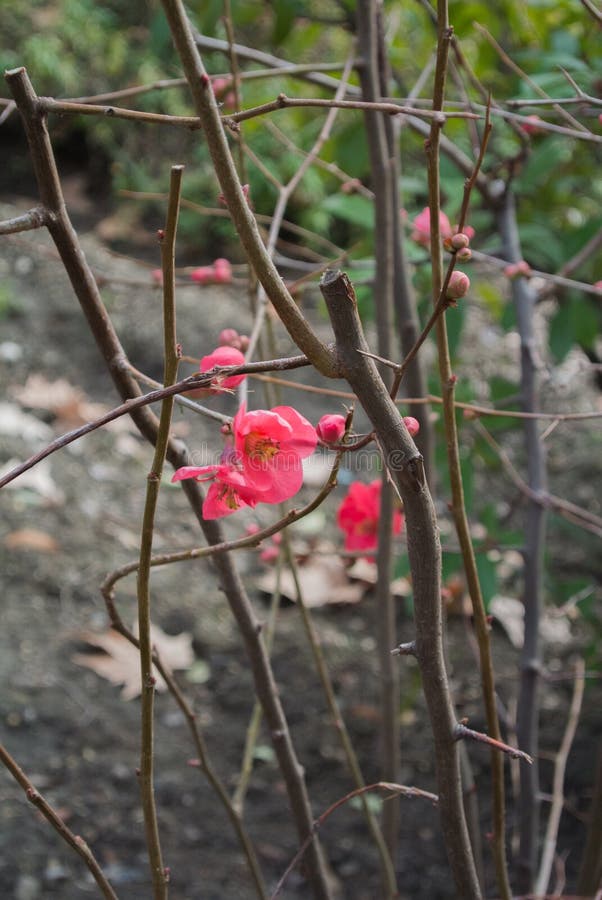 The First Signs of Spring - Bright Red Flowers on a Bush Stock Photo ...
