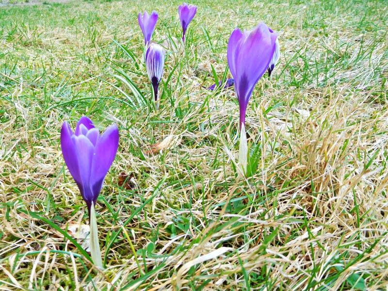 The First Signs of Spring - Crocuses, Poland Stock Photo - Image of ...