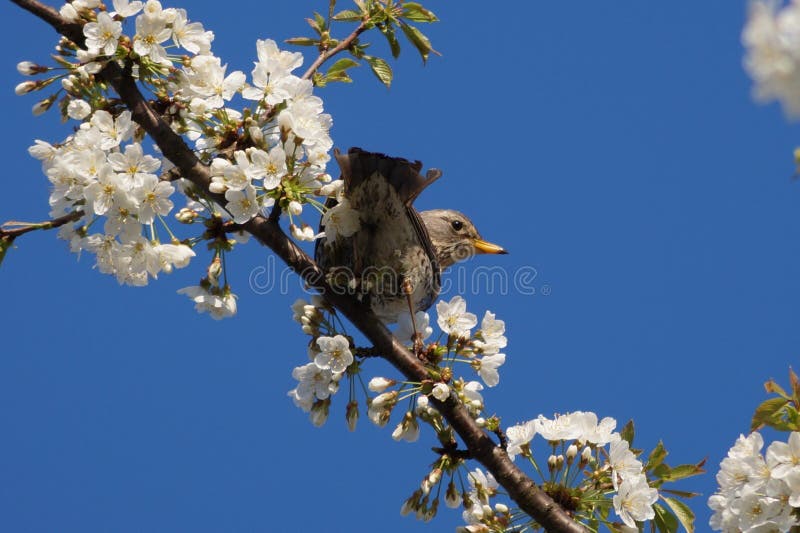 First signs of spring stock photo. Image of signs, spring - 114947474
