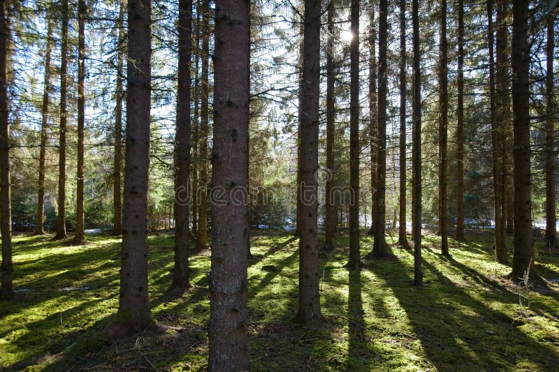 First Signs of Spring in a Forest Stock Photo - Image of sunny, dalarna ...