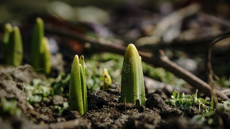 First signs of spring.. stock photo. Image of wildlife - 243532142
