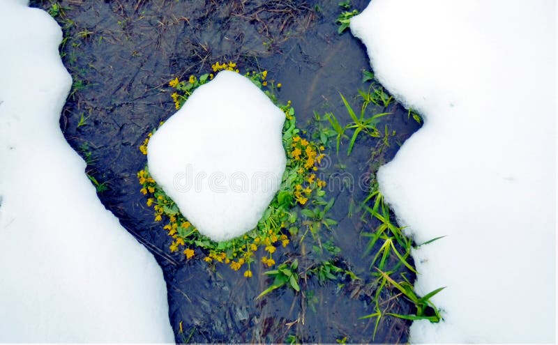 First signs of spring stock image. Image of snow, ground - 144553211