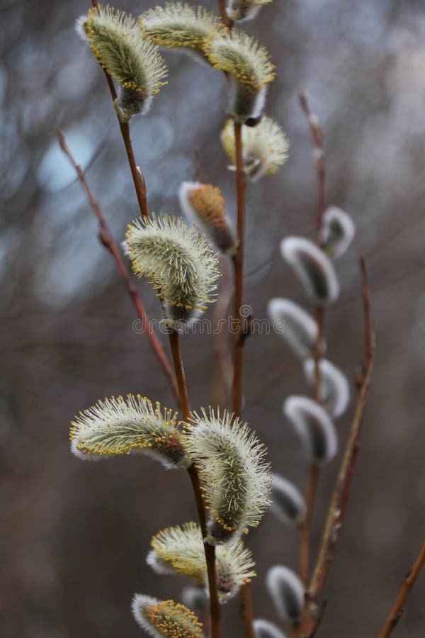 Pussy-willows in Spring, a Beauty of Easter Time Stock Image - Image of ...