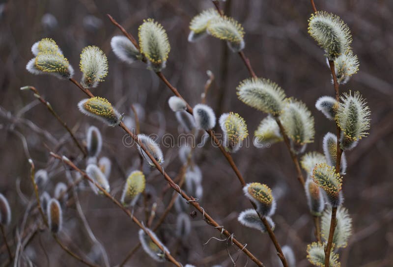 Pussy-willows in Spring, a Beauty of Easter Time Stock Photo - Image of ...