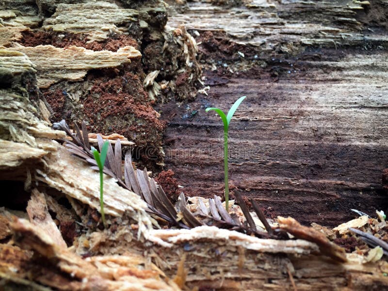 The first signs of spring stock image. Image of nature - 179577267