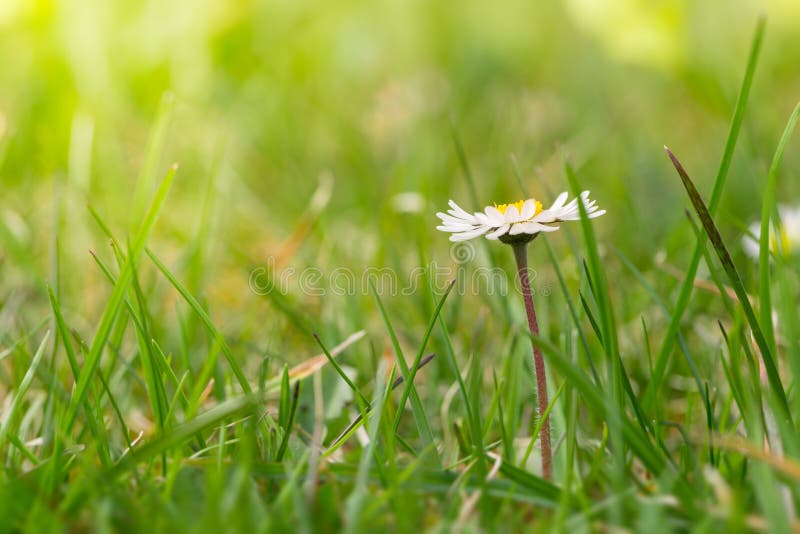 A Single Daisy Snug in the Grass Stock Image - Image of details, daisy ...