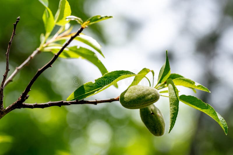 The First Small Almonds on the Almond Tree Stock Image - Image of ...