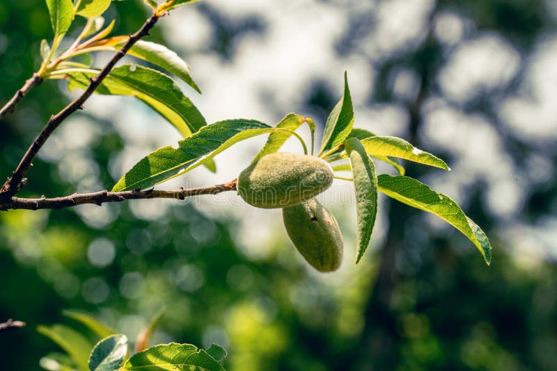 The First Small Almonds on the Almond Tree Stock Image - Image of ...