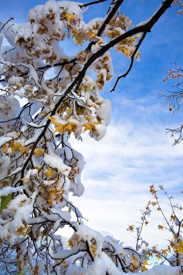 First snow stock image. Image of cold, frost, holiday - 11659029