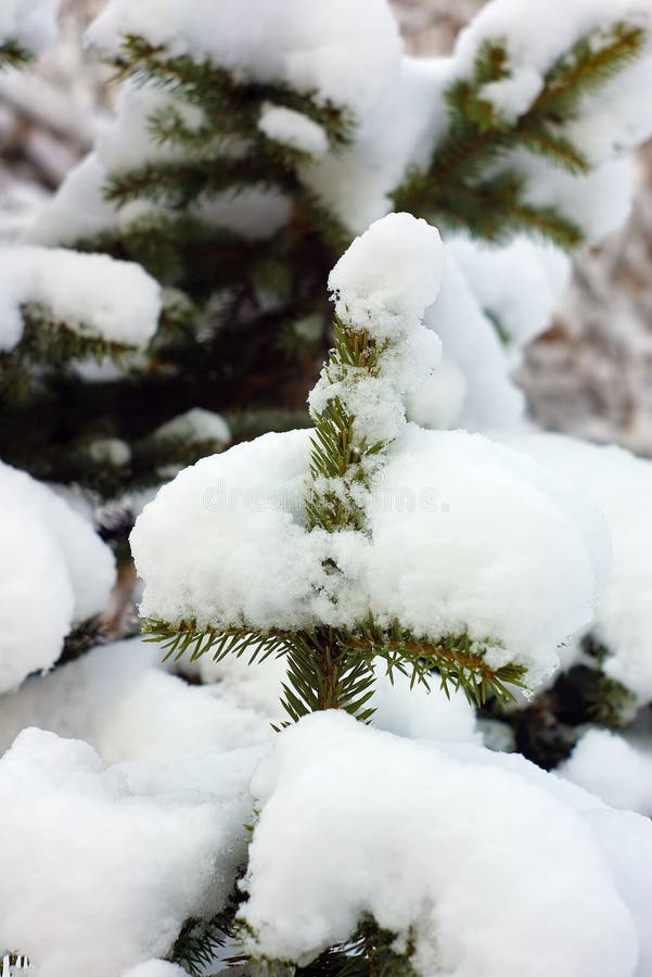 First snow stock photo. Image of closeup, outdoors, holiday - 11659210