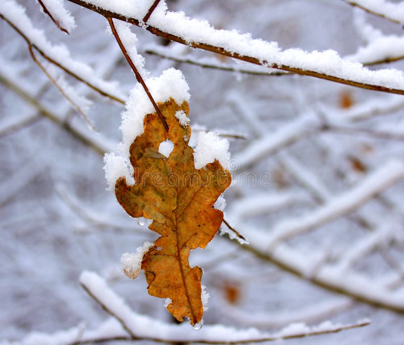First snow stock photo. Image of maple, leaf, winter - 11735942