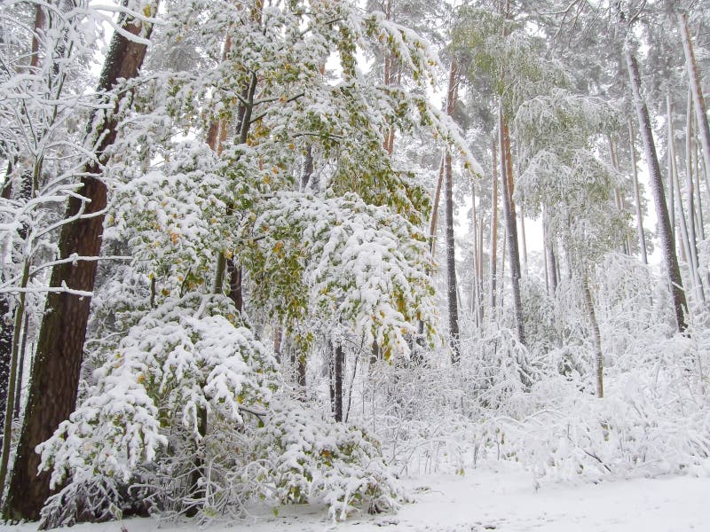 First snow stock photo. Image of snow, frost, hoarfrost - 12030360
