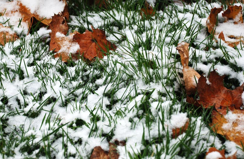 First snow stock image. Image of grow, cold, crystal - 12385239