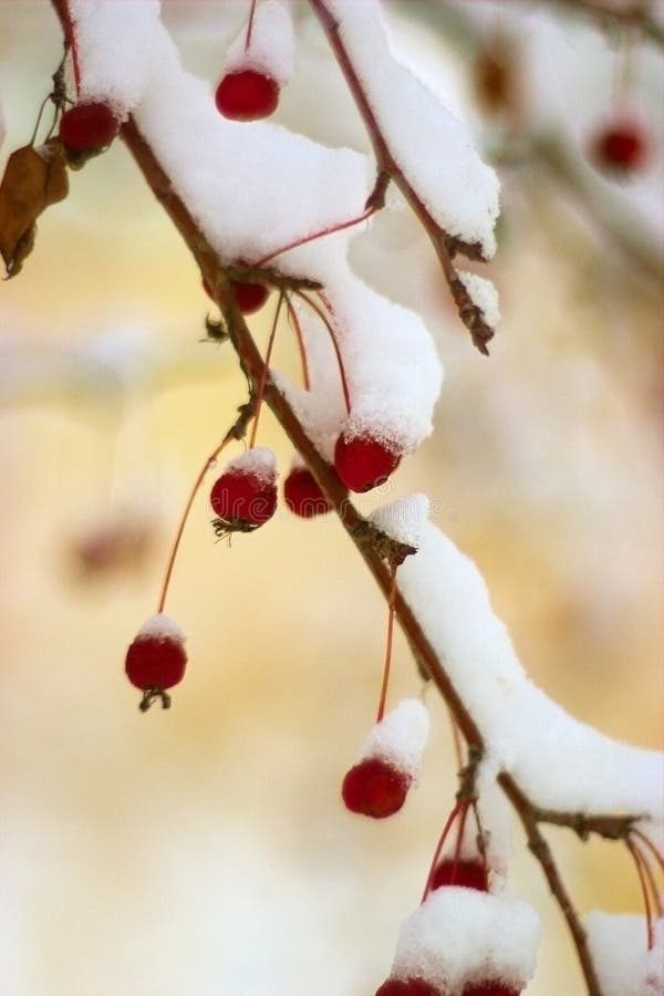 First snow stock image. Image of snow, branch, berry, landscape - 1916801
