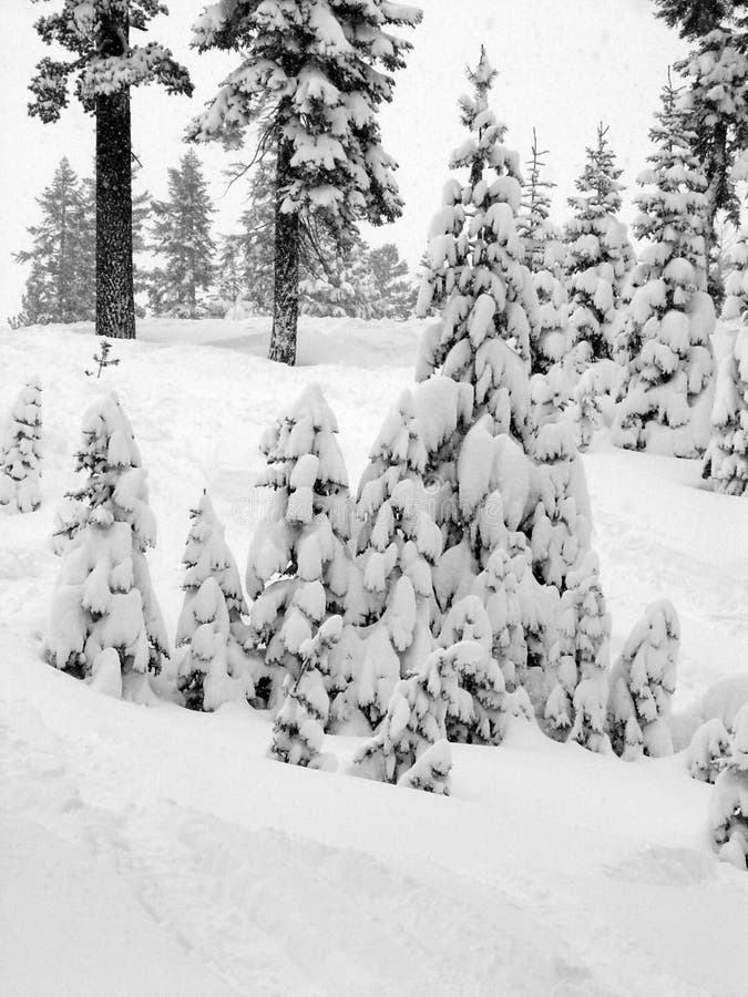 First snow stock photo. Image of estate, christmas, retreats - 21186