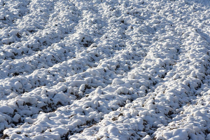 First snow stock image. Image of field, morning, ground - 22404887